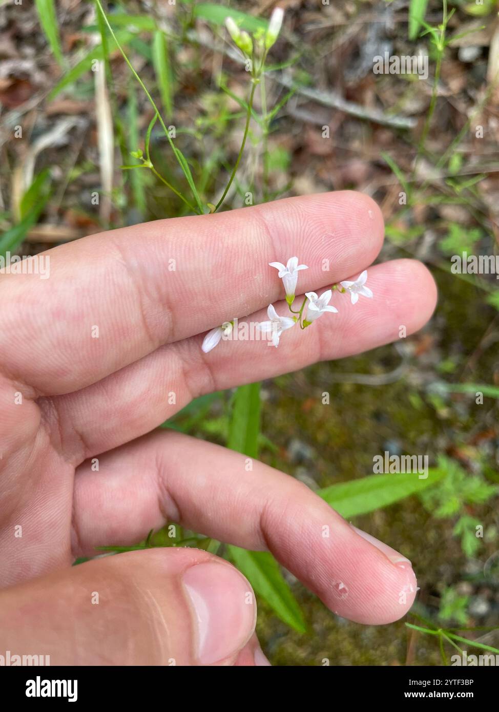 Long leaved houstonia hi-res stock photography and images - Alamy