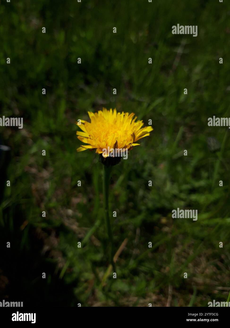 Spotted Cat's-ear (Hypochaeris maculata Stock Photo - Alamy