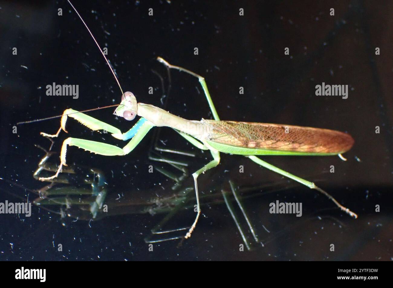 Flag Mantis (Polyspilota aeruginosa Stock Photo - Alamy