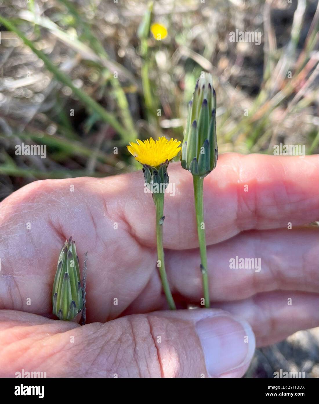 Smooth Cat's Ear (Hypochaeris glabra Stock Photo - Alamy