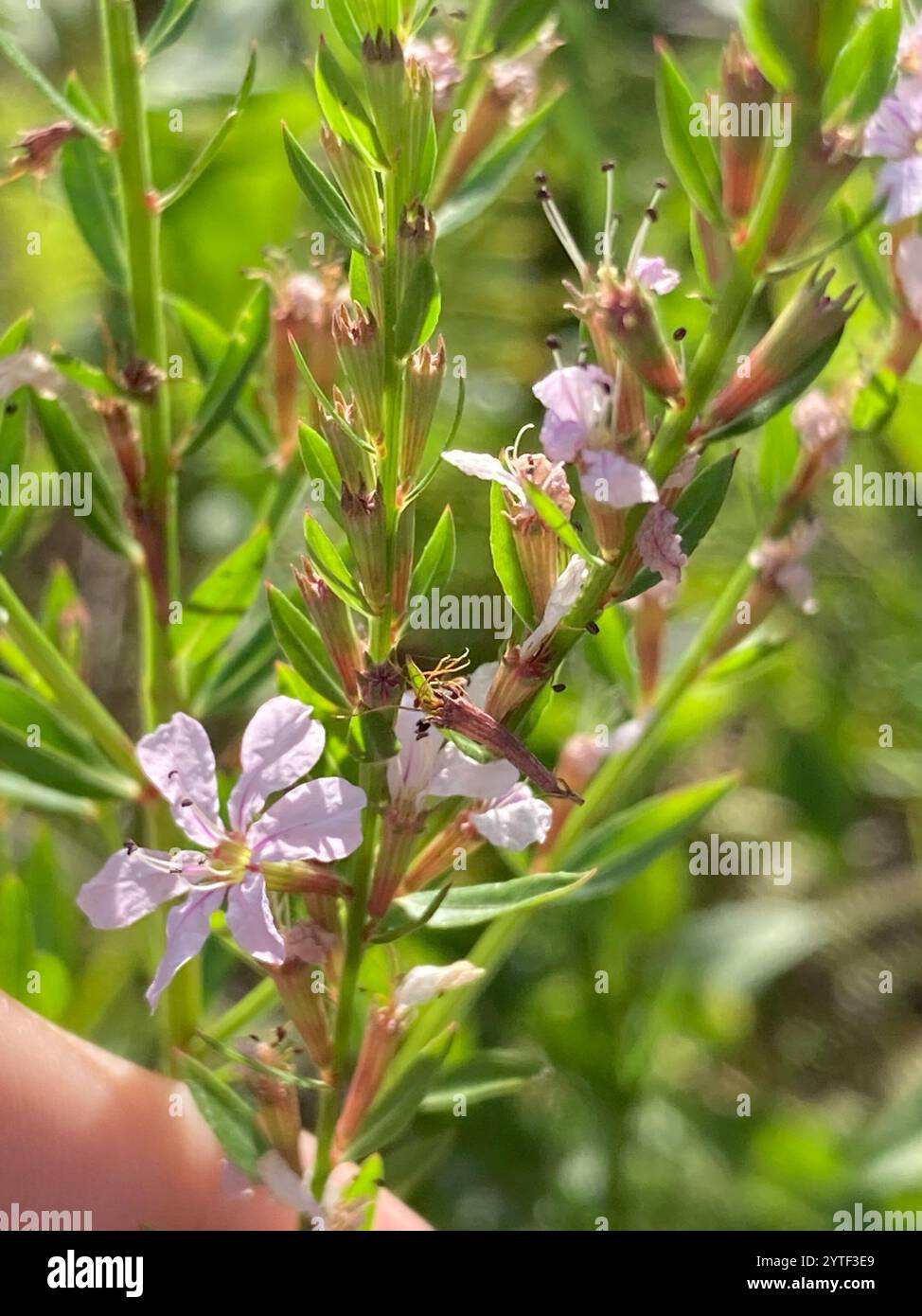 winged lythrum (Lythrum alatum lanceolatum Stock Photo - Alamy