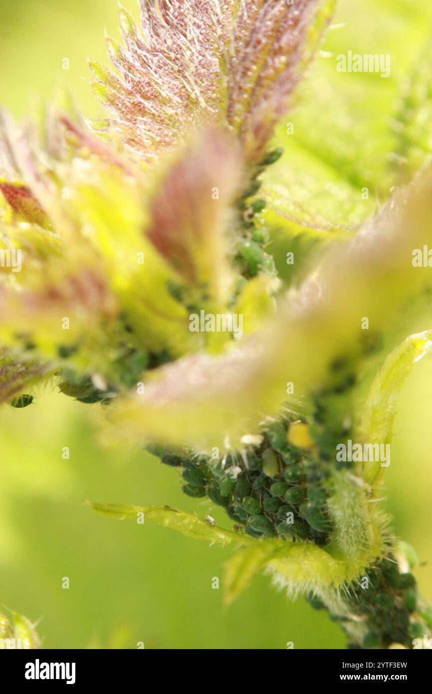 dark green nettle aphid (Aphis urticata Stock Photo - Alamy