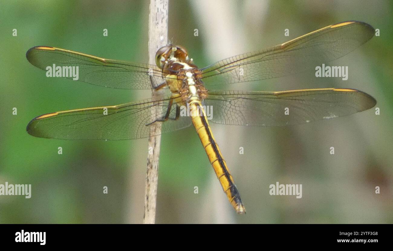 Golden winged skimmer hi-res stock photography and images - Alamy