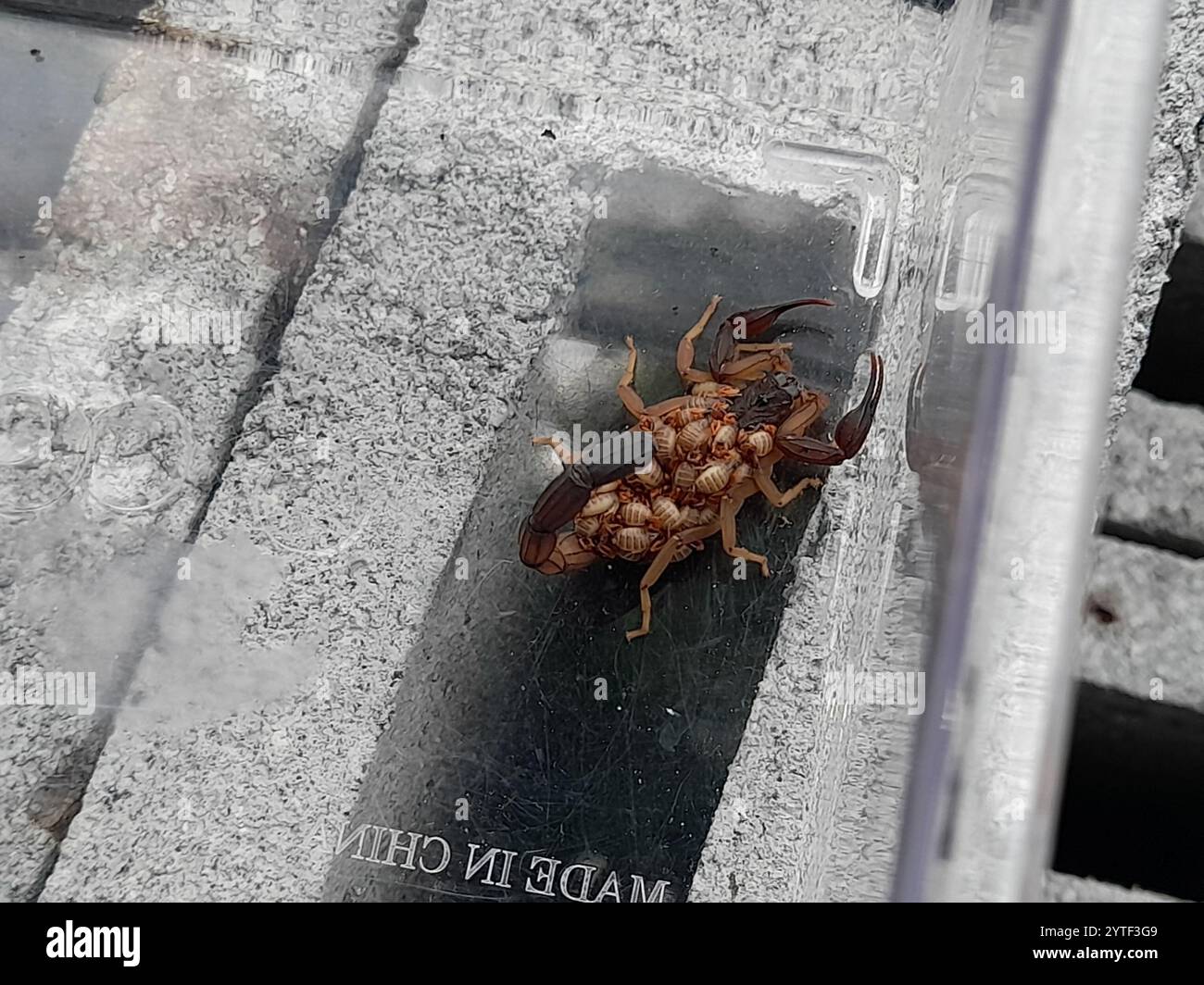 Edward's Bark Scorpion (Centruroides edwardsii Stock Photo - Alamy