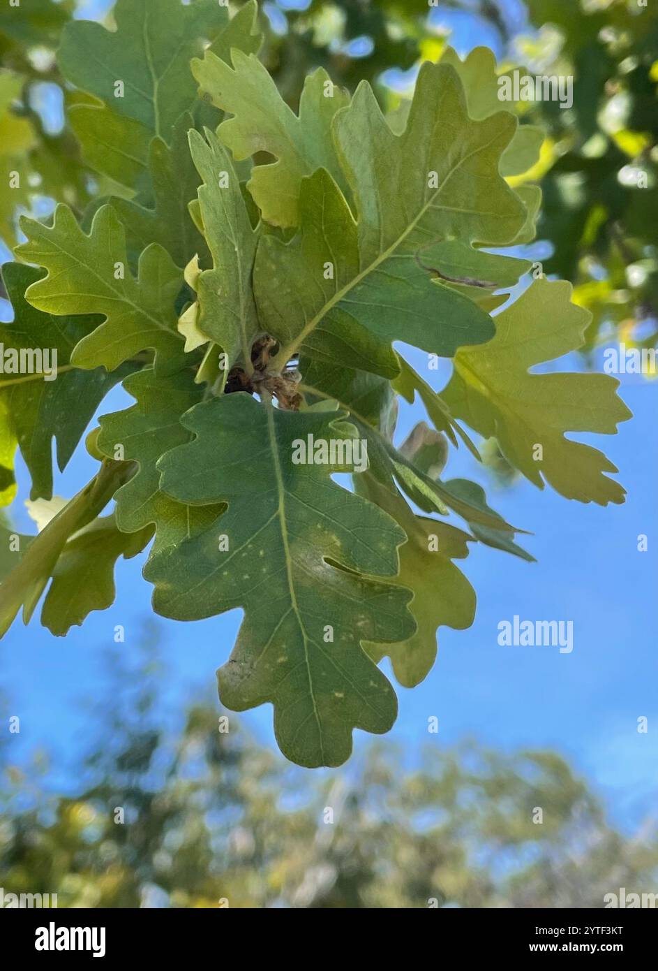 valley oak (Quercus lobata Stock Photo - Alamy
