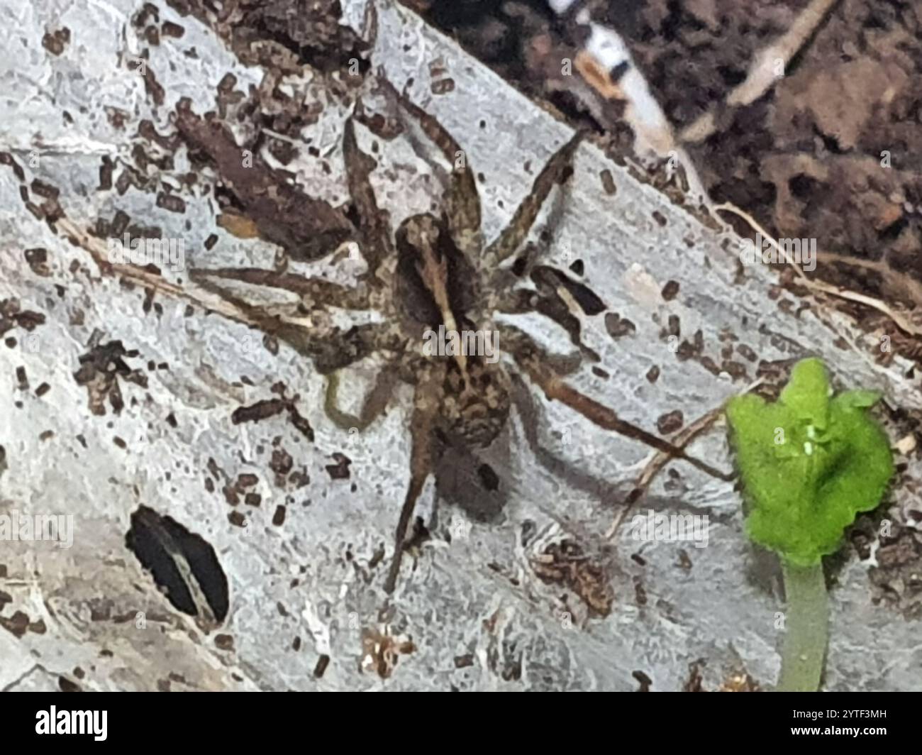 Wolf Spiders (Lycosidae Stock Photo - Alamy