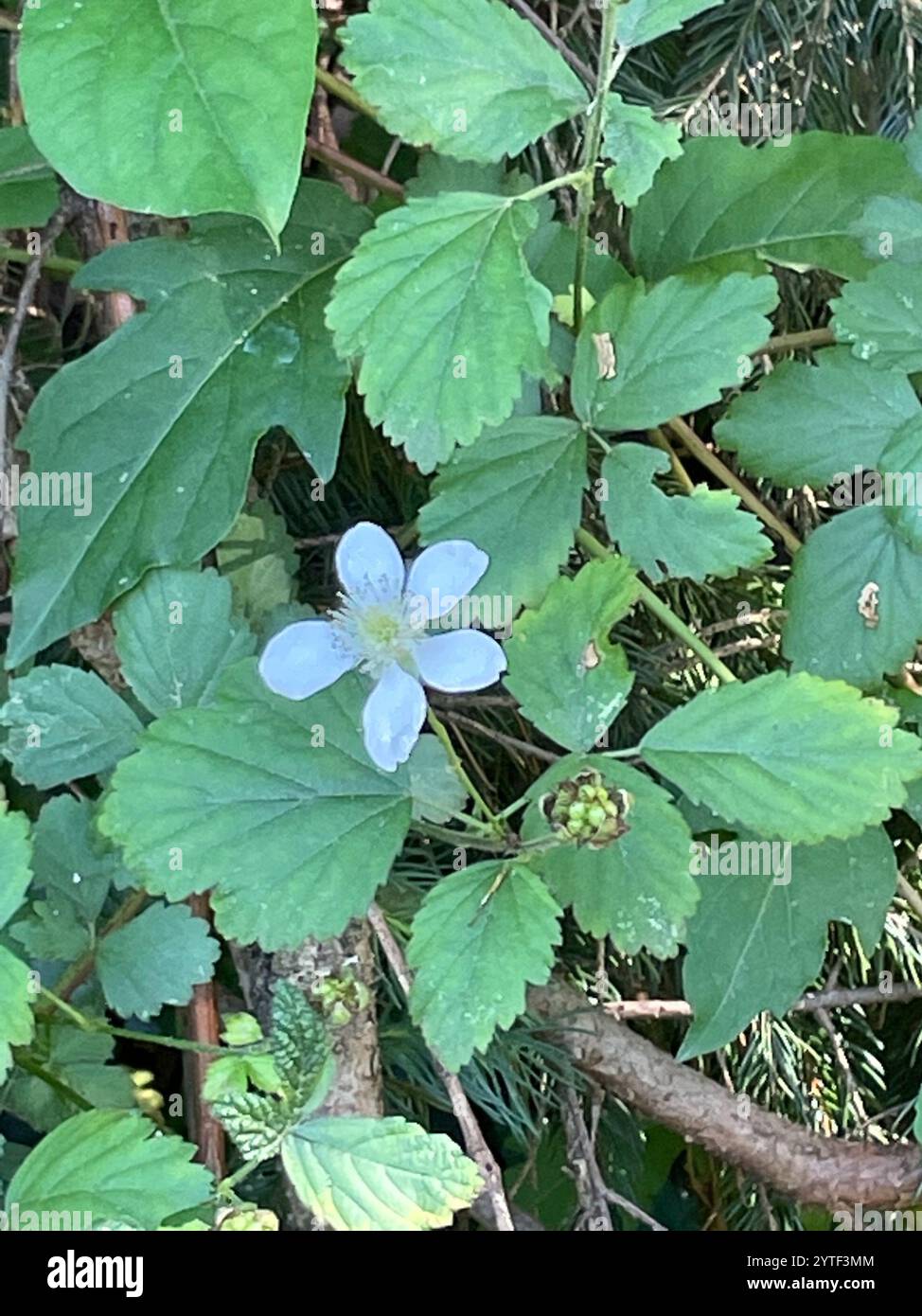 Common Dewberry (Rubus flagellaris Stock Photo - Alamy