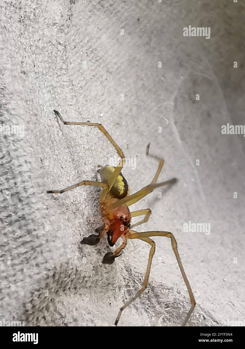 Longlegged Sac Spiders (Cheiracanthium Stock Photo - Alamy