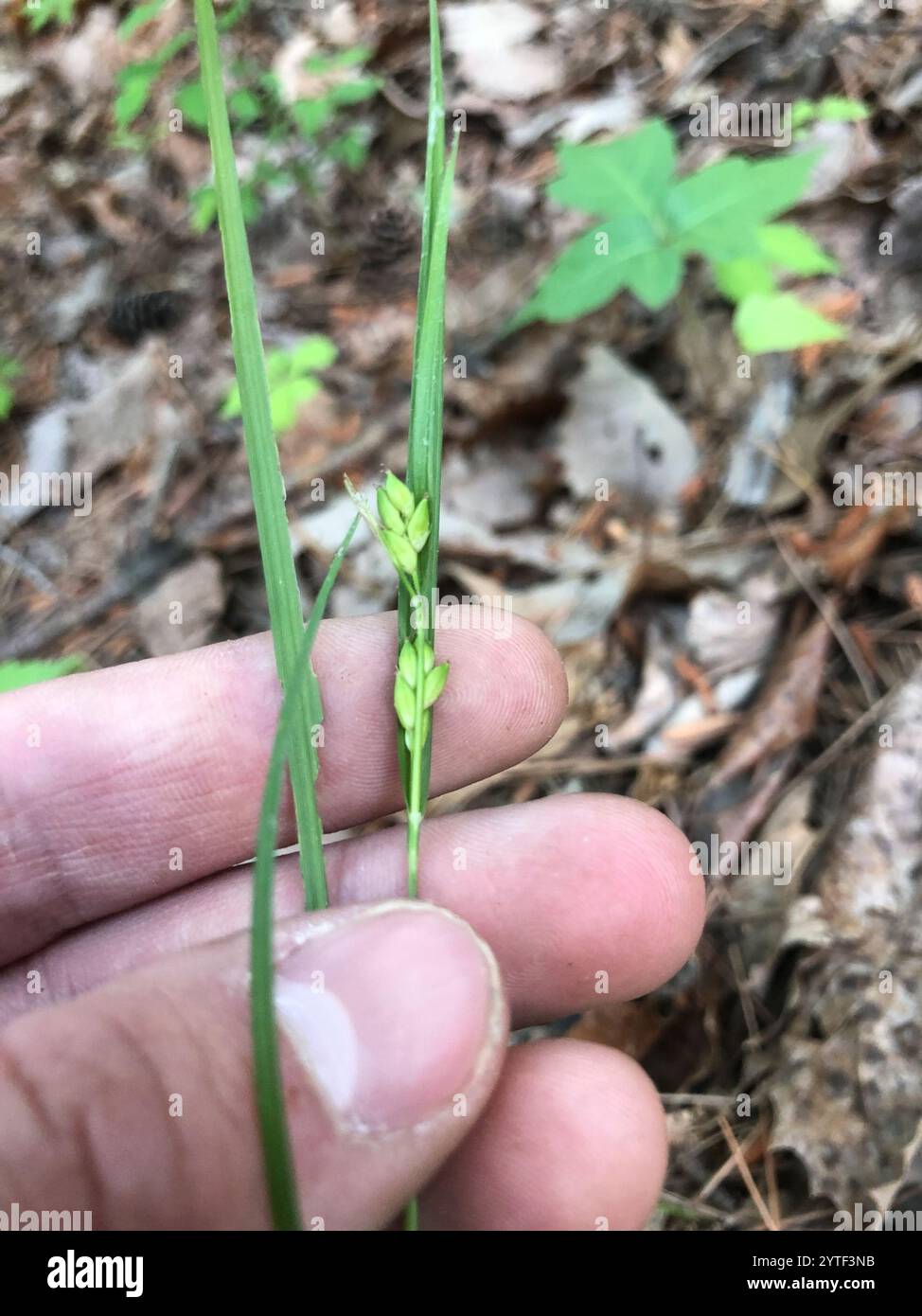 flat-spiked sedge (Carex planispicata Stock Photo - Alamy