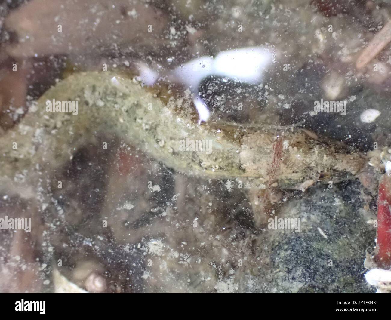 High Cockscomb (Anoplarchus purpurescens Stock Photo - Alamy