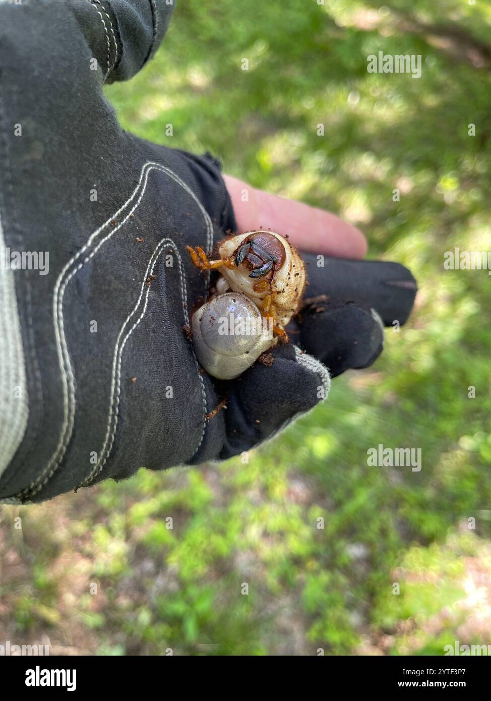 Eastern Hercules Beetle (Dynastes tityus Stock Photo - Alamy