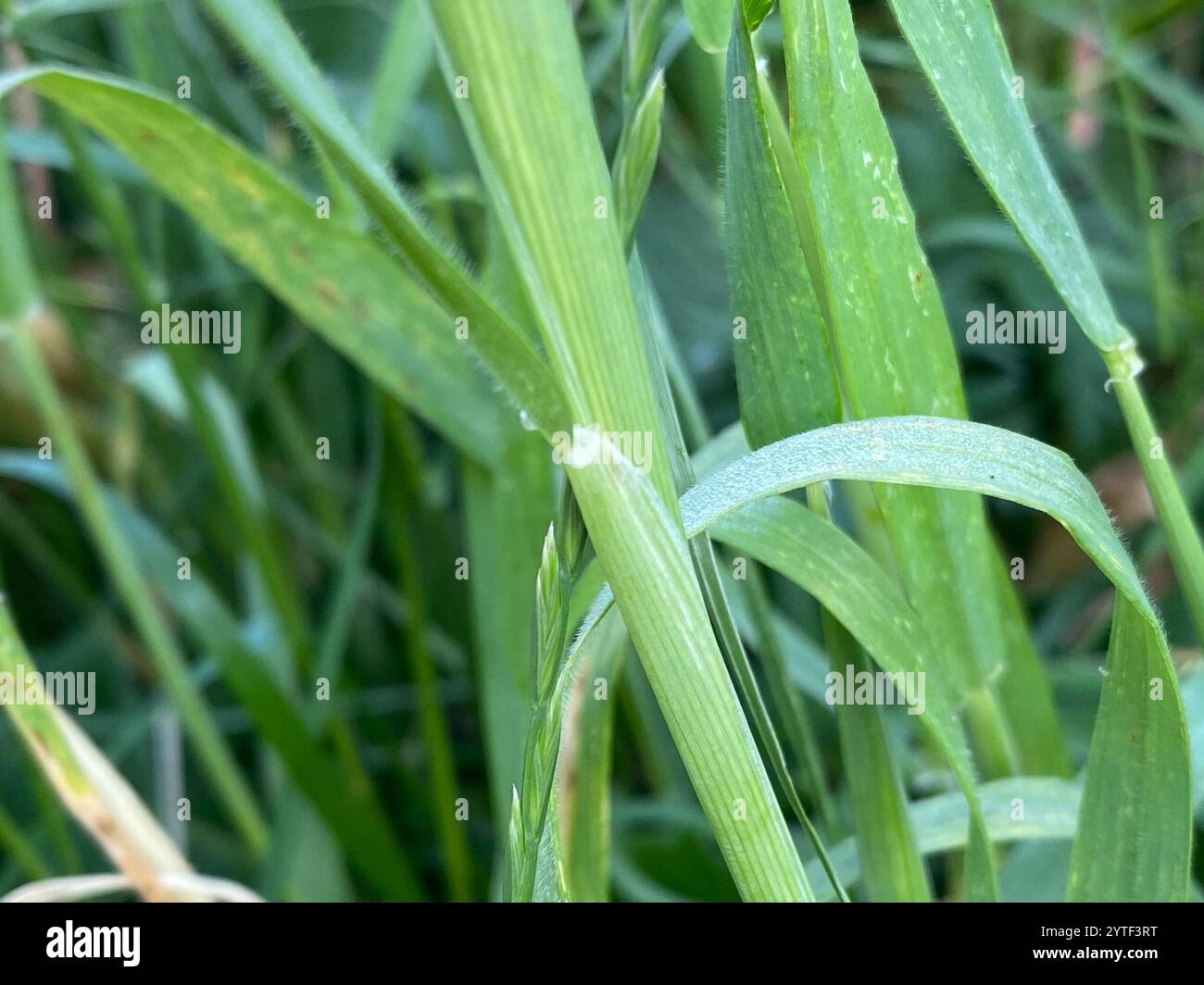 wall barley (Hordeum murinum Stock Photo - Alamy