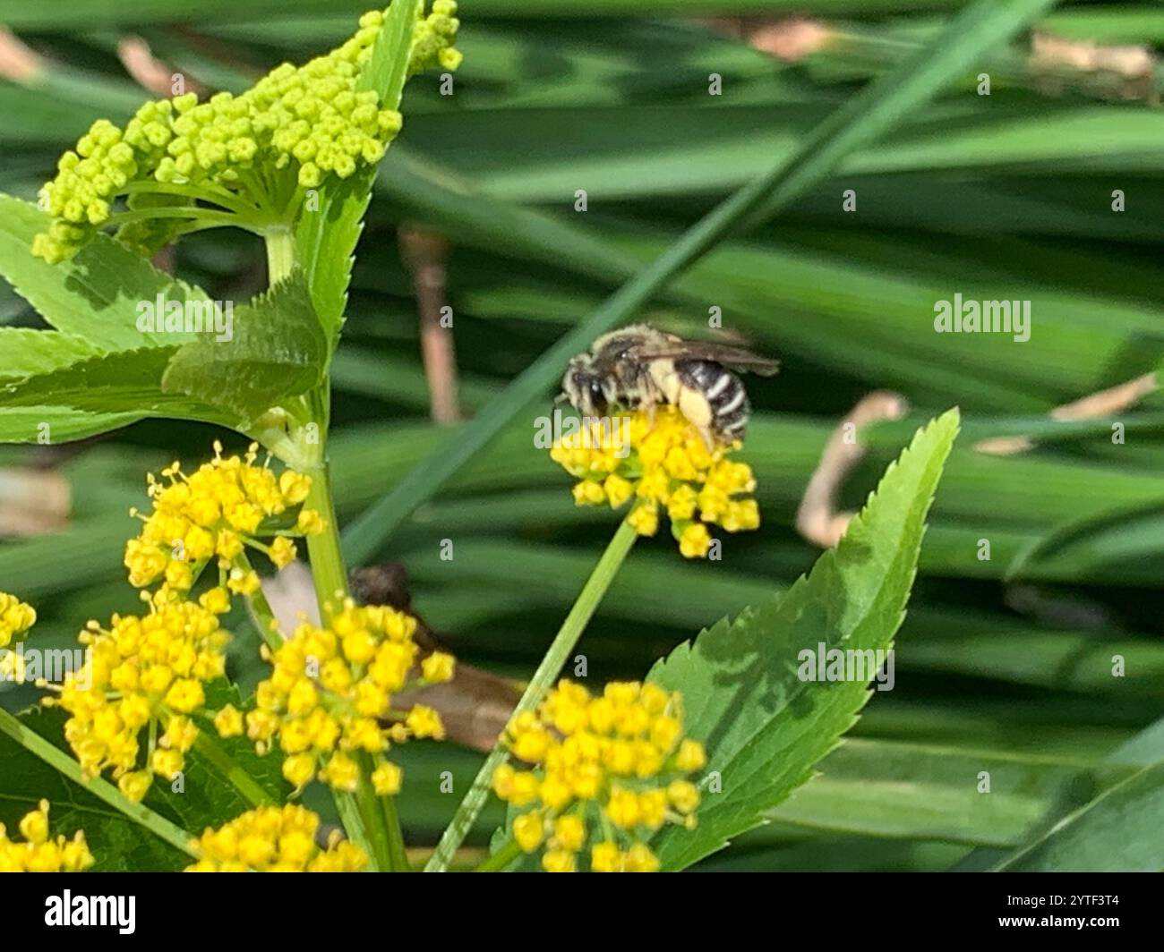 Mining Bees (Andrena Stock Photo - Alamy