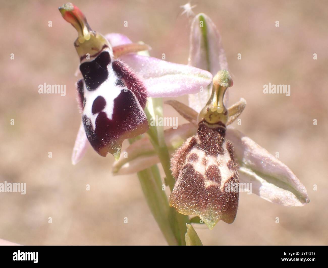 Diamond Orchid (Ophrys reinholdii Stock Photo - Alamy