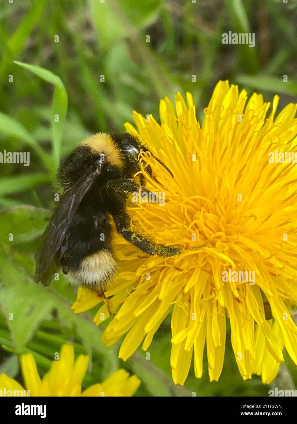 Bohemian Cuckoo Bumble bee (Bombus bohemicus Stock Photo - Alamy