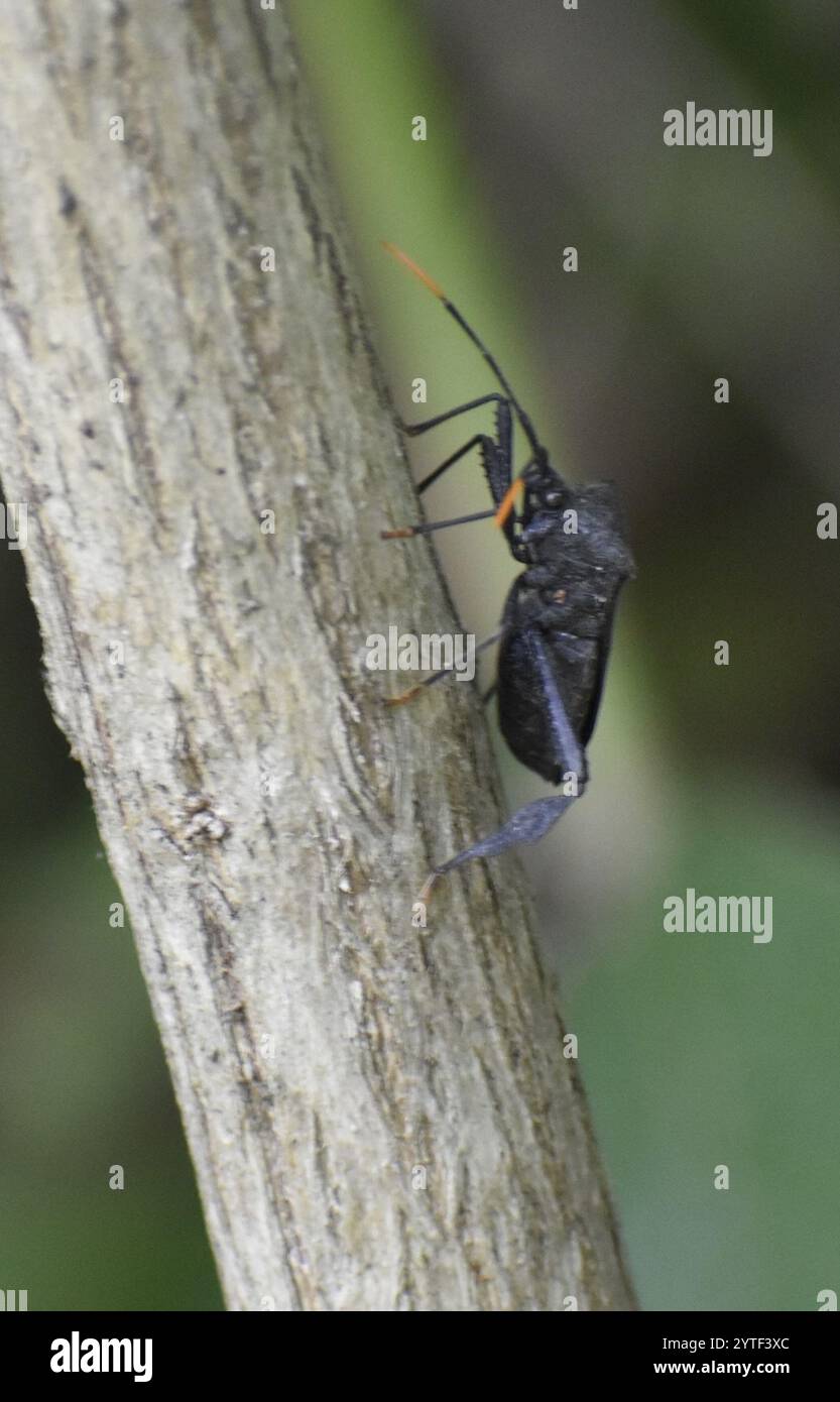 Spine-headed Bugs (Acanthocephala Stock Photo - Alamy