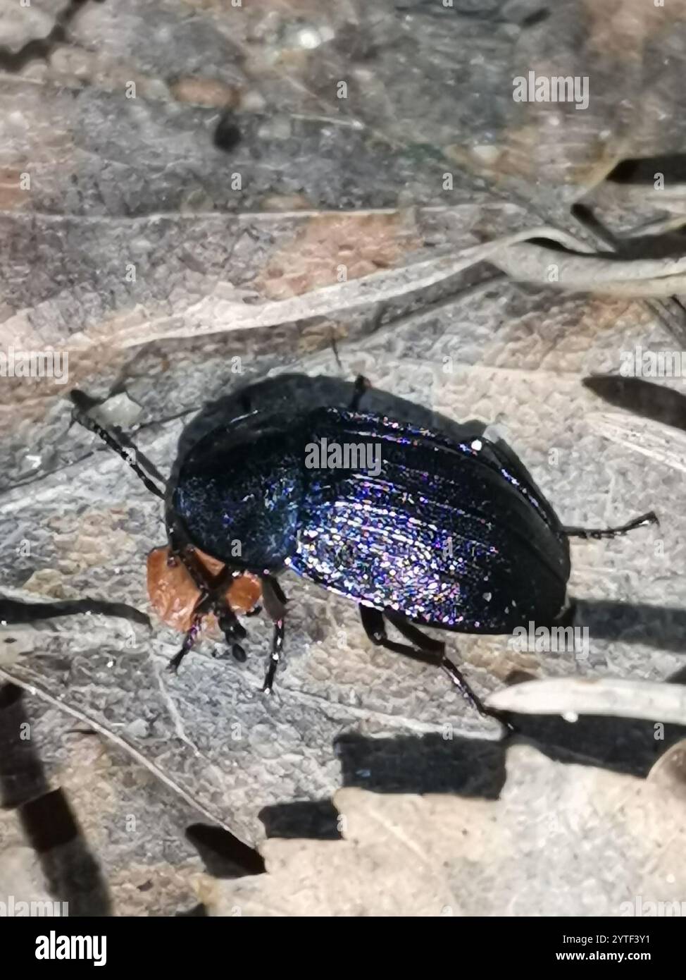 Black snail beetle (Phosphuga atrata Stock Photo - Alamy