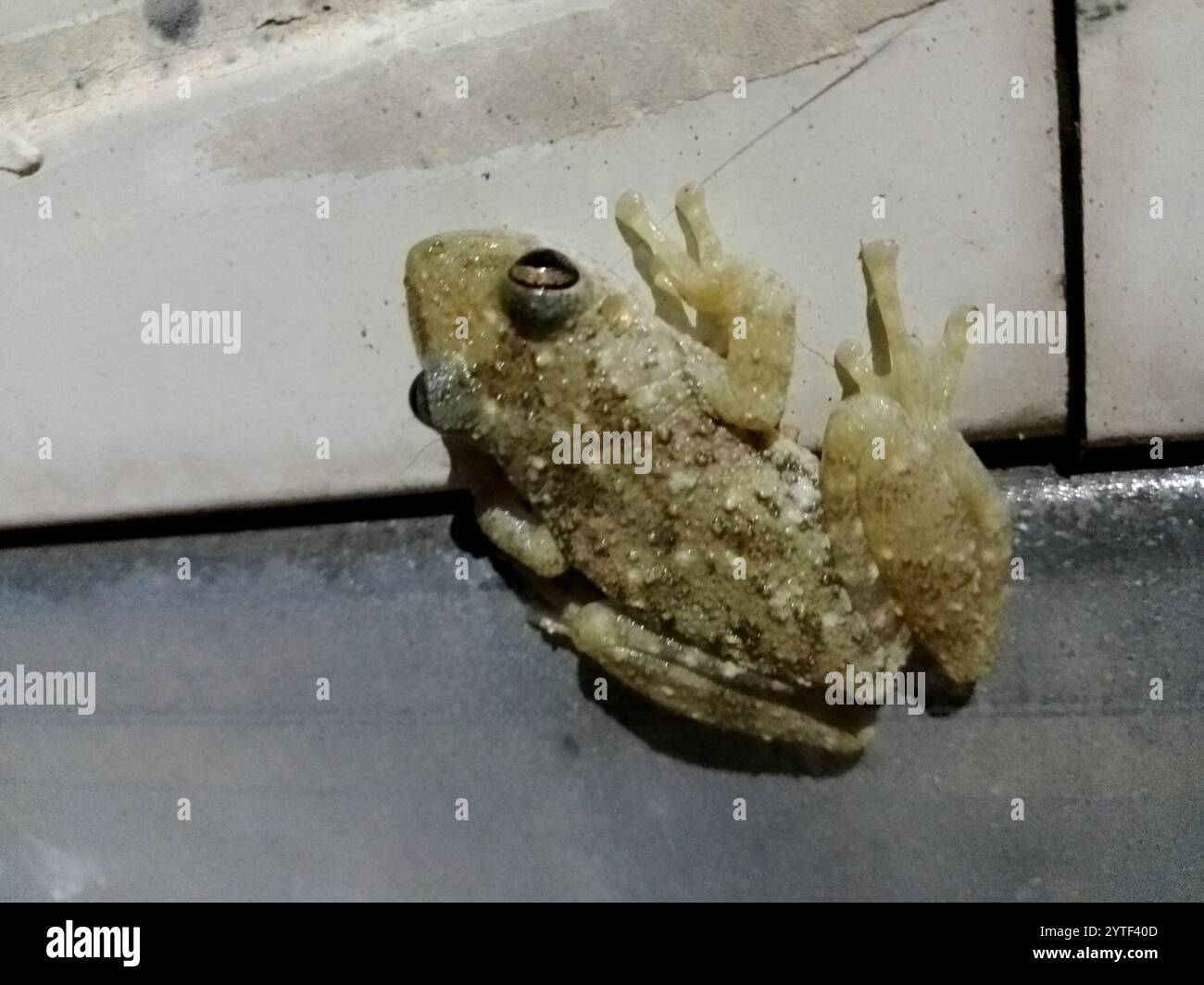 Argentine Snouted Tree Frog (Scinax granulatus Stock Photo - Alamy