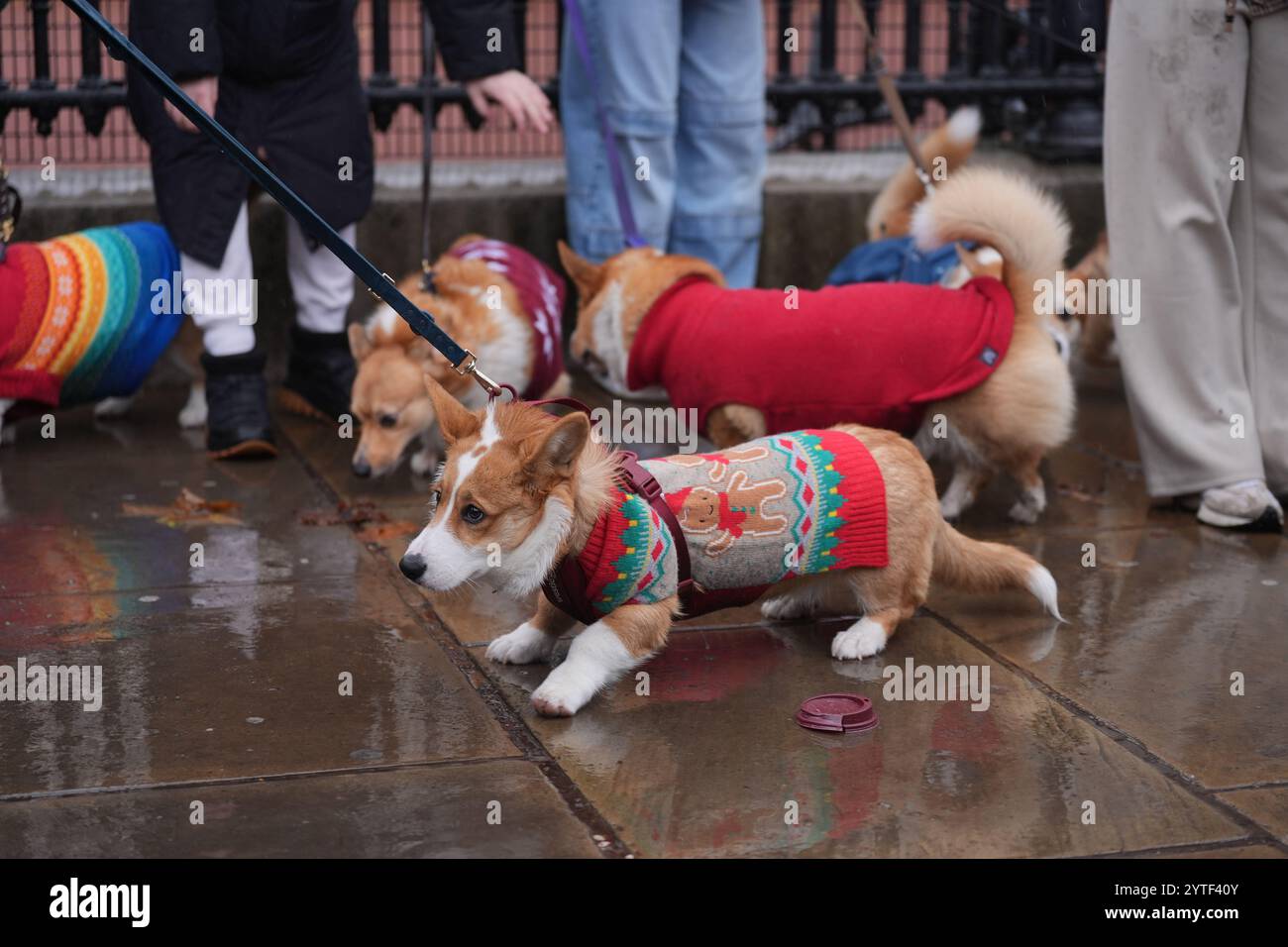 People and dogs take part in the London Christmas jumper corgi parade ...