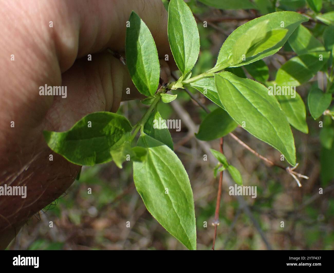 Lewis' mock orange (Philadelphus lewisii Stock Photo - Alamy