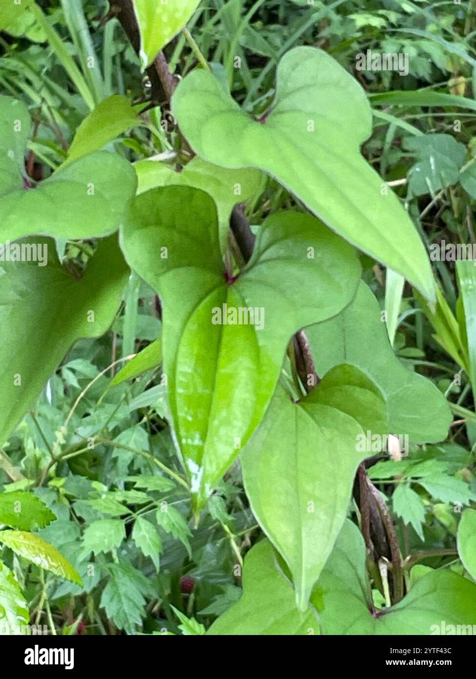 Chinese yam (Dioscorea polystachya Stock Photo - Alamy