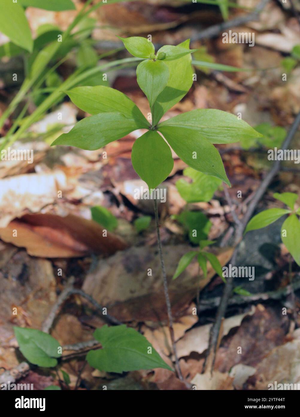 Cucumber Root (Medeola virginiana Stock Photo - Alamy