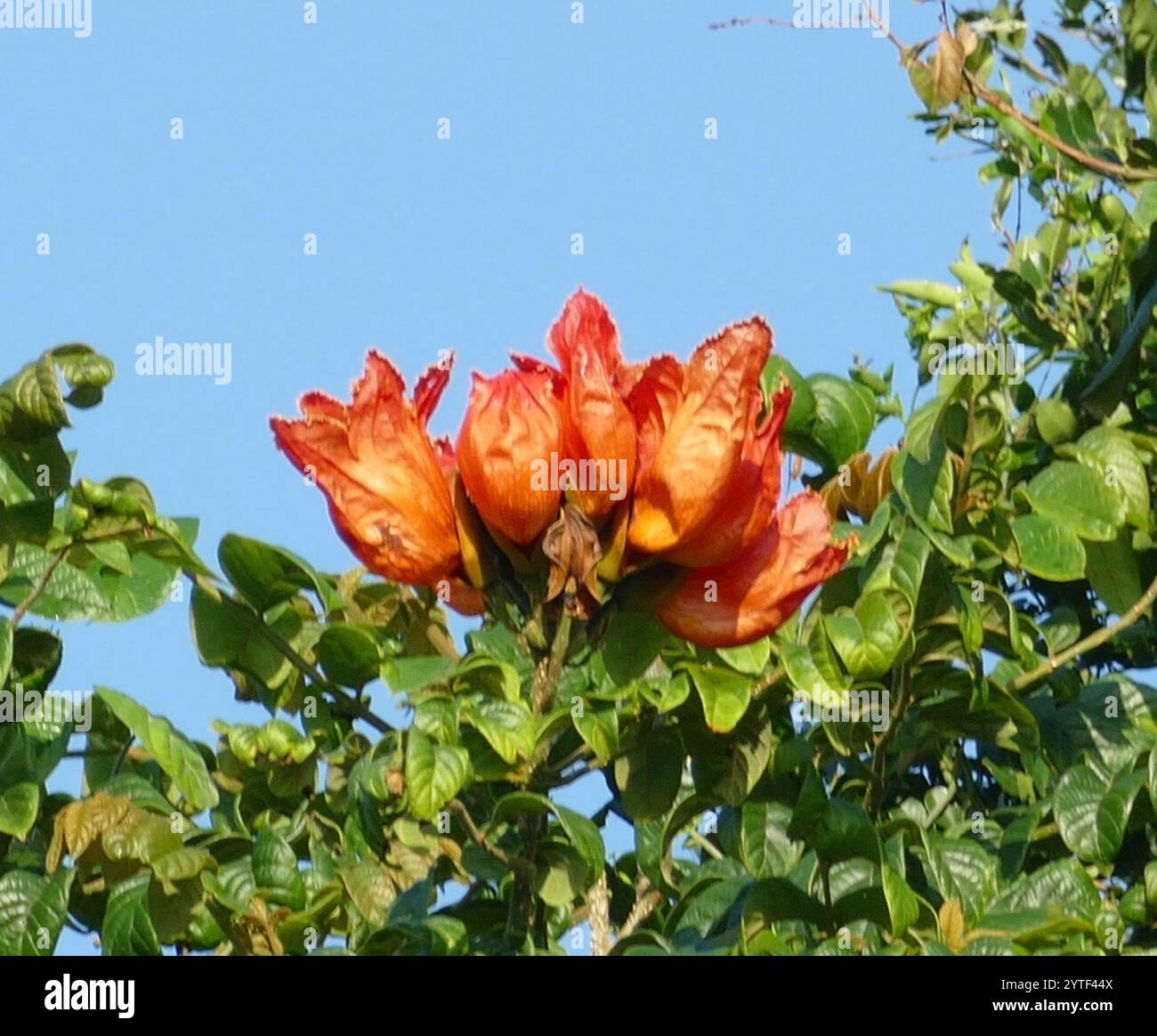 African tulip tree (Spathodea campanulata Stock Photo - Alamy