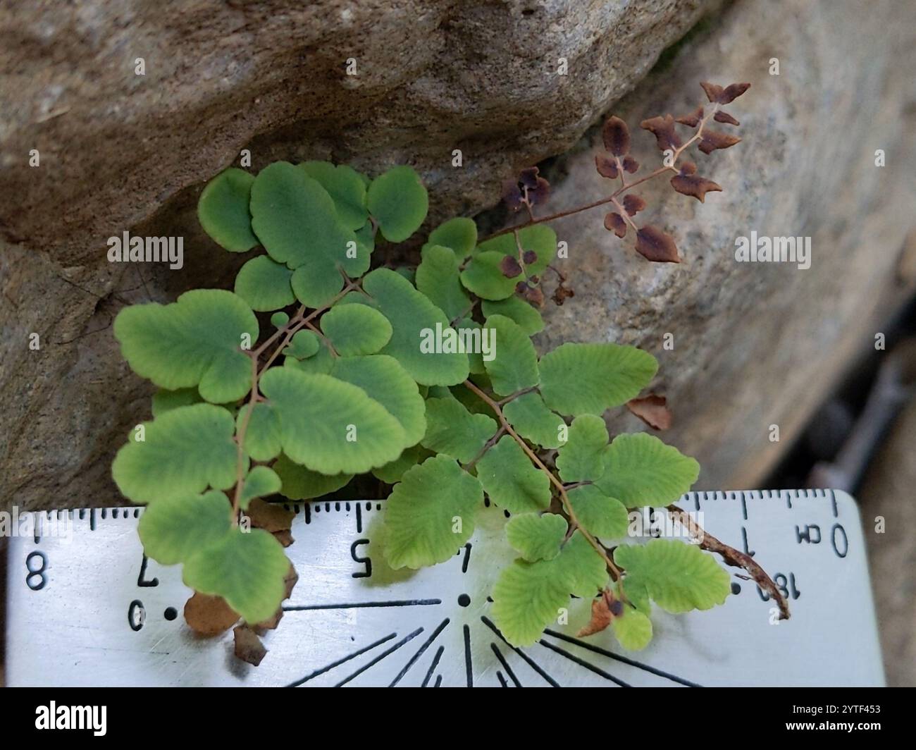 Coffee Fern (Pellaea andromedifolia Stock Photo - Alamy