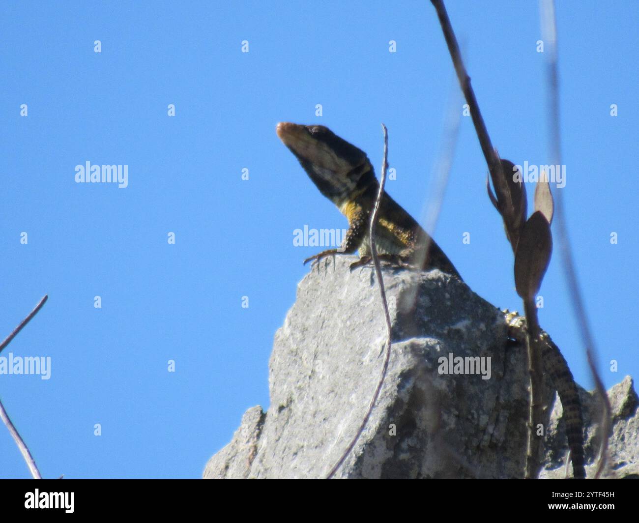 Western Cape Crag Lizard (Pseudocordylus microlepidotus microlepidotus ...