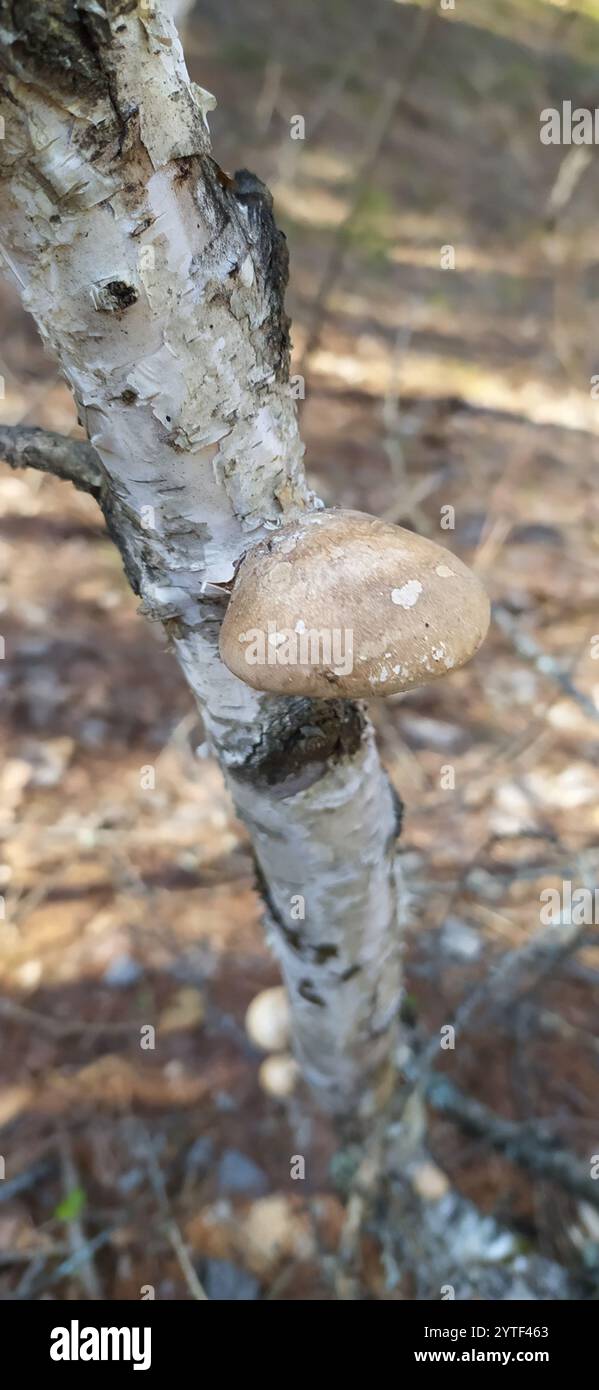 birch polypore (Fomitopsis betulina Stock Photo - Alamy