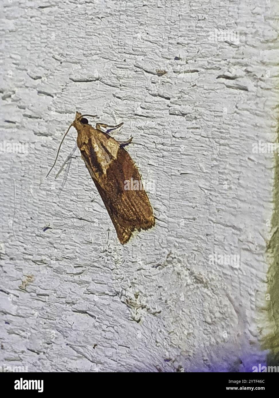 Light brown apple moth hi-res stock photography and images - Alamy