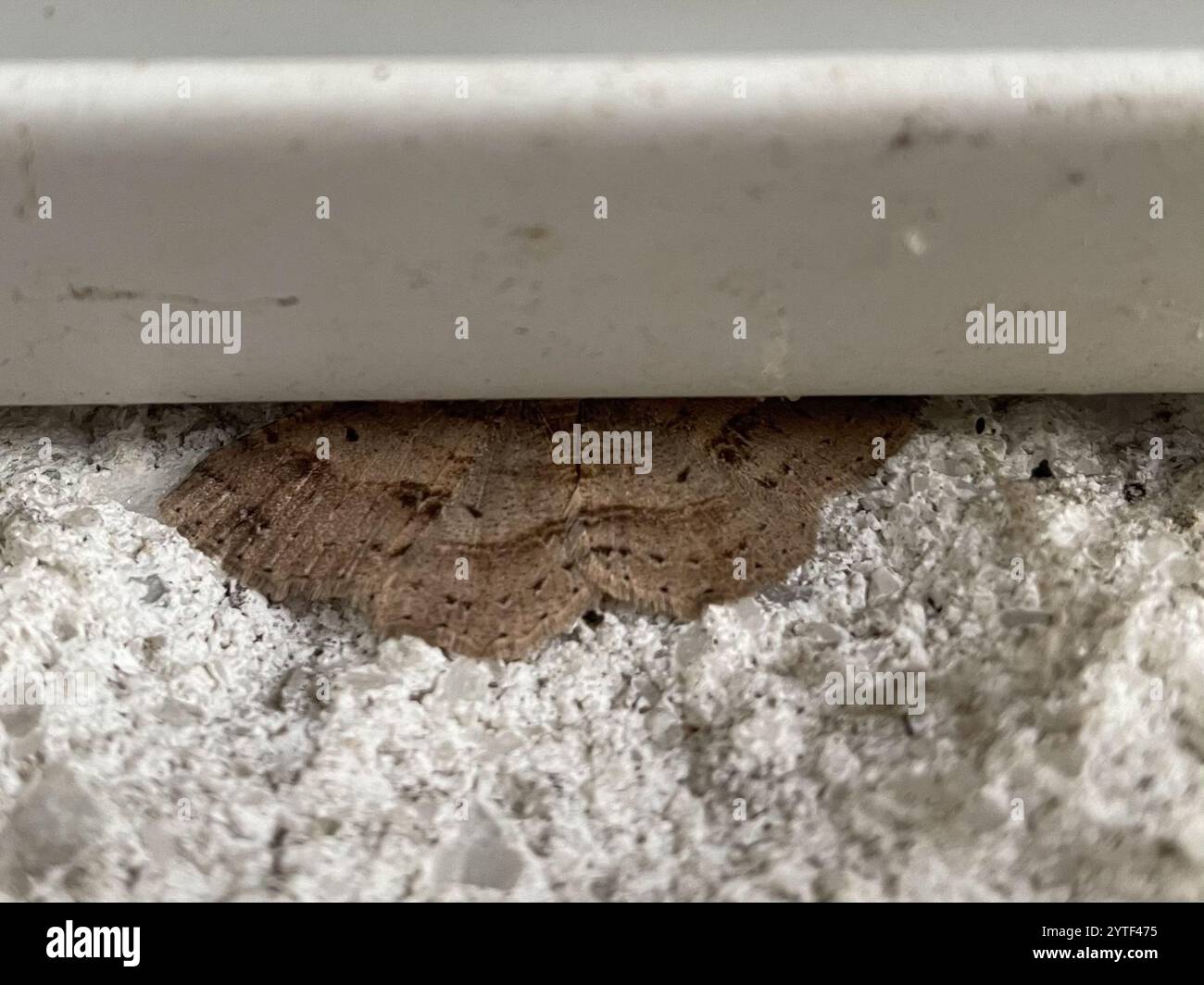 Signate Melanolophia Moth (Melanolophia signataria Stock Photo - Alamy