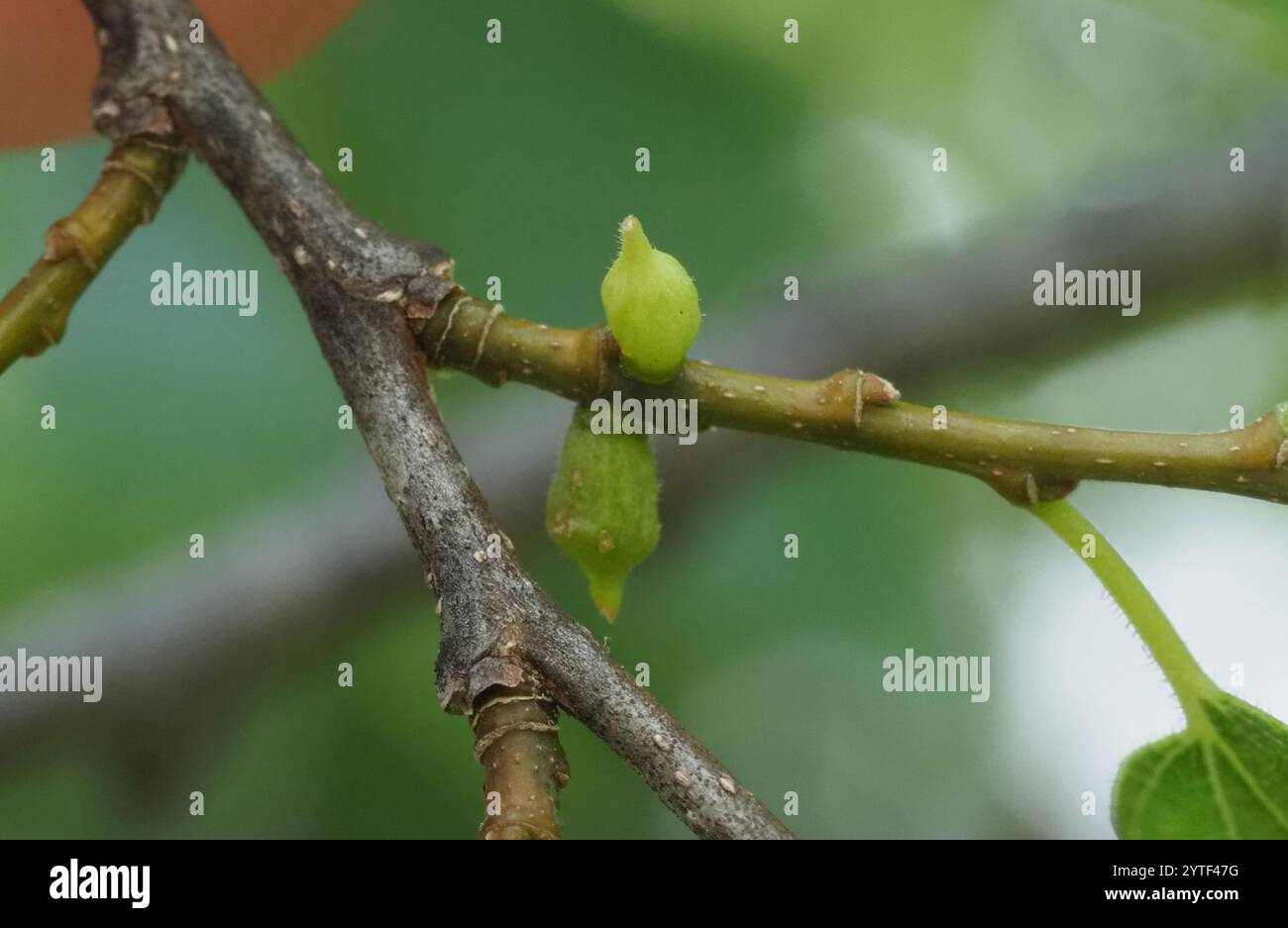 Hackberry Columnar Stem Gall Midge (Celticecis ramicola Stock Photo - Alamy