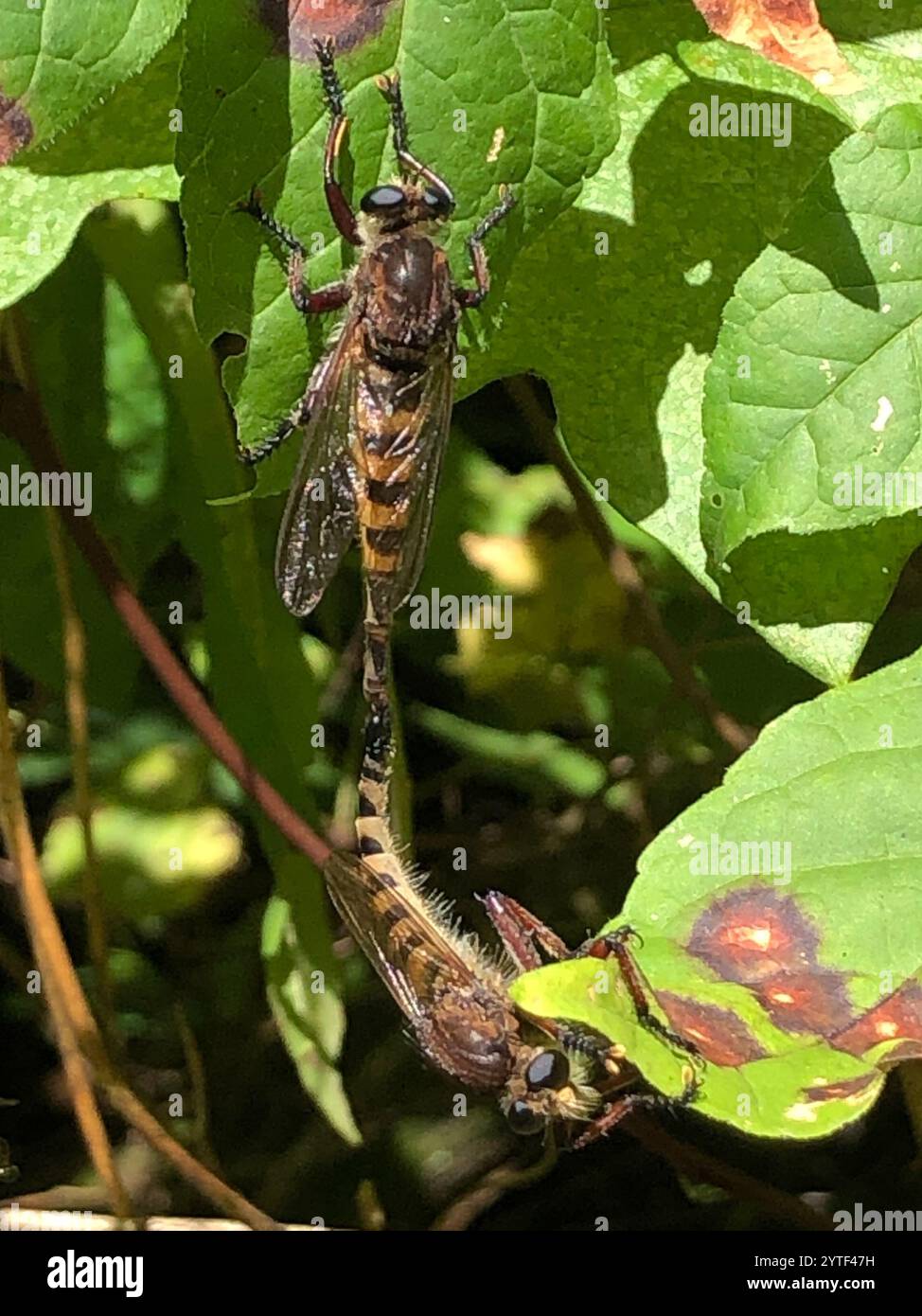 Maroon-legged Lion Fly (Promachus hinei Stock Photo - Alamy