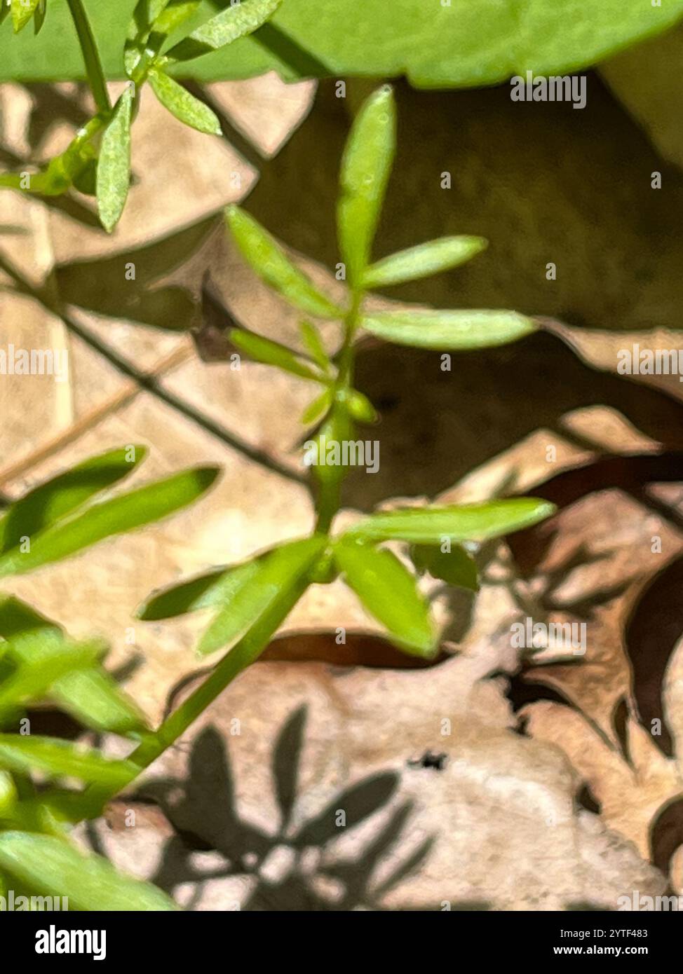 Proserpinacoides hi-res stock photography and images - Alamy