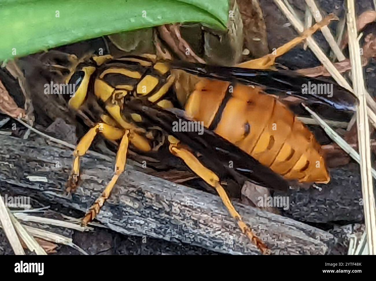 Southern Yellowjacket (Vespula squamosa Stock Photo - Alamy