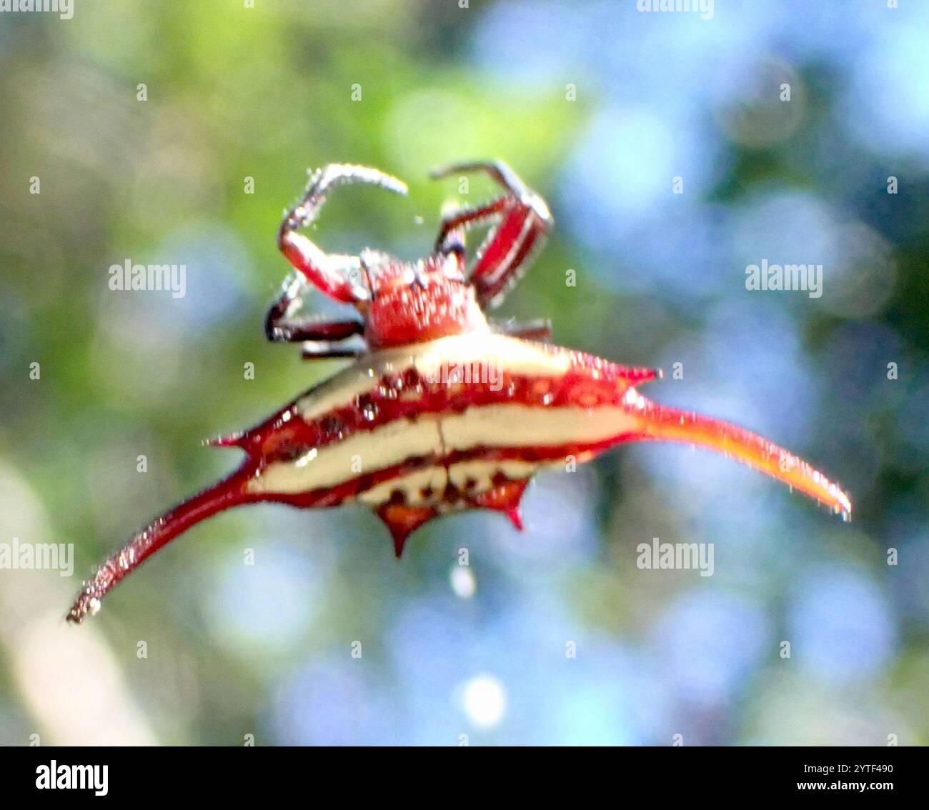 Spiny Orbweavers (Gasteracantha Stock Photo - Alamy