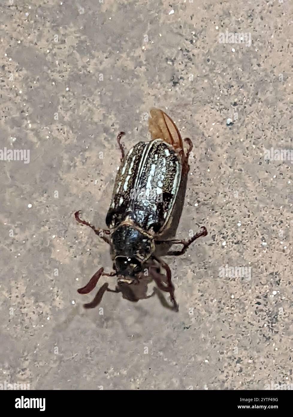 Lined June Beetles (Polyphylla Stock Photo - Alamy