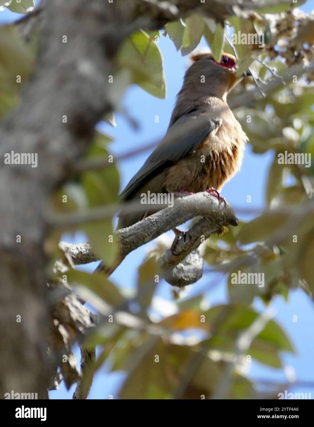 Cape Redface Mousebird (Urocolius indicus indicus Stock Photo - Alamy