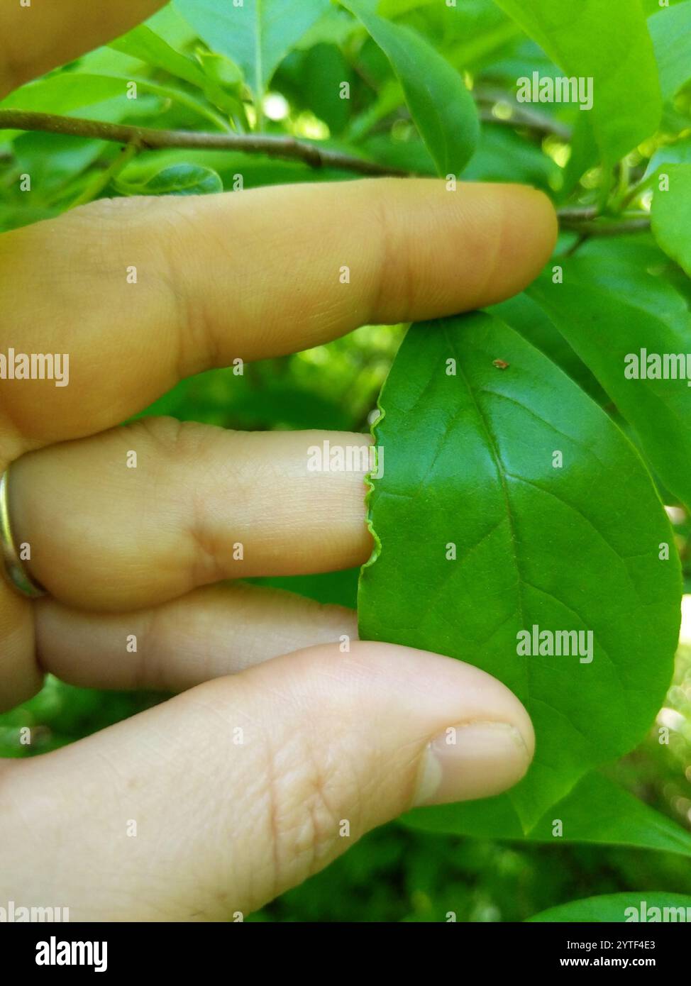 Tupelo leaf edge gall mite (Aceria dina Stock Photo - Alamy