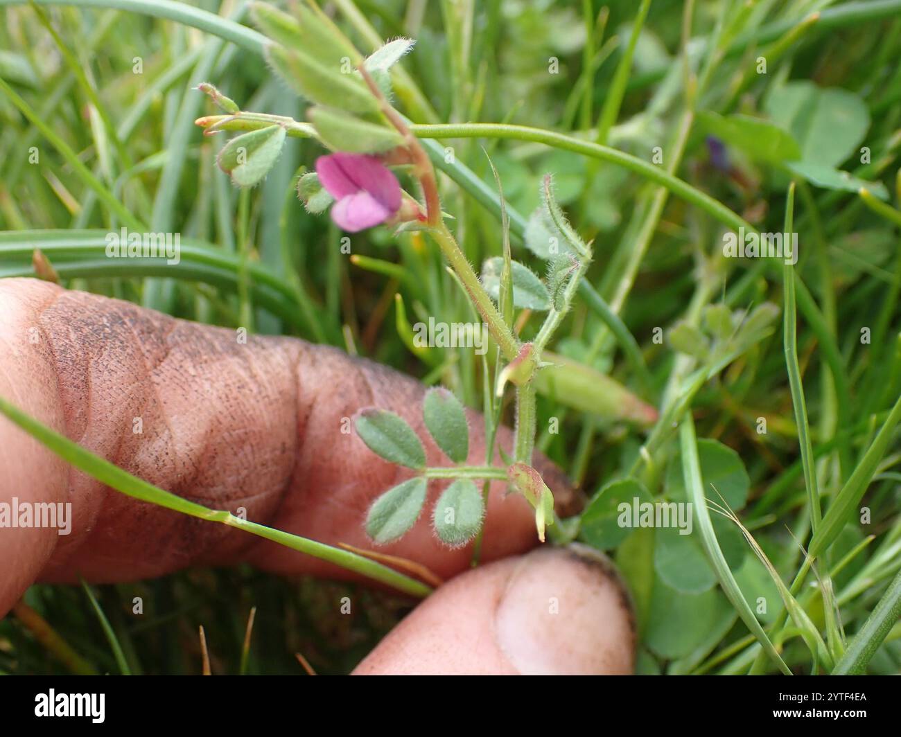 spring vetch (Vicia lathyroides Stock Photo - Alamy