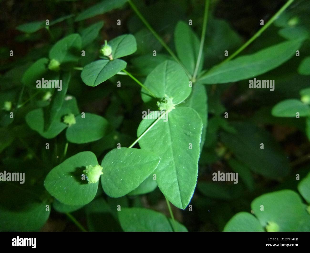 Sweet Spurge (Euphorbia dulcis Stock Photo - Alamy