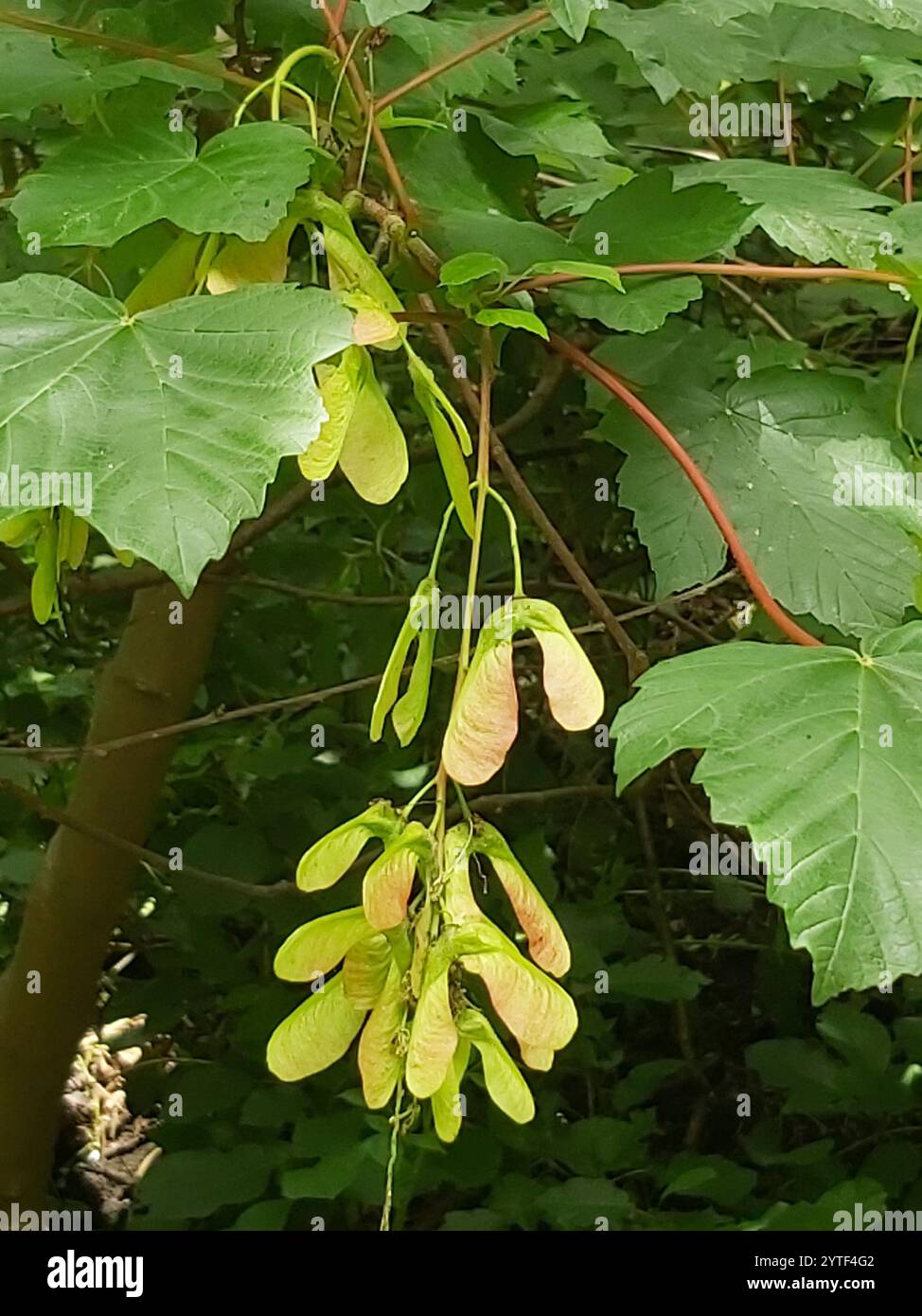 sycamore maple (Acer pseudoplatanus Stock Photo - Alamy