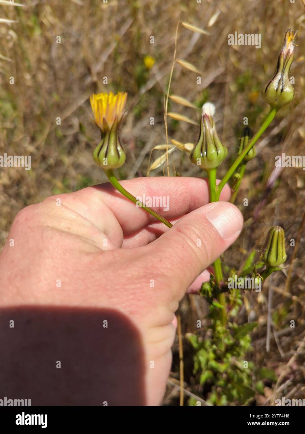 False hawkbit hi-res stock photography and images - Alamy