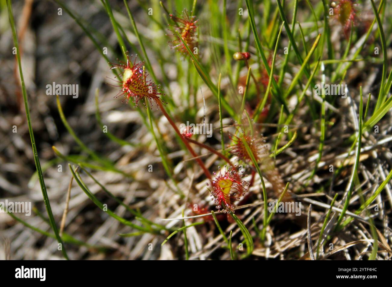 Great Sundew (Drosera anglica Stock Photo - Alamy