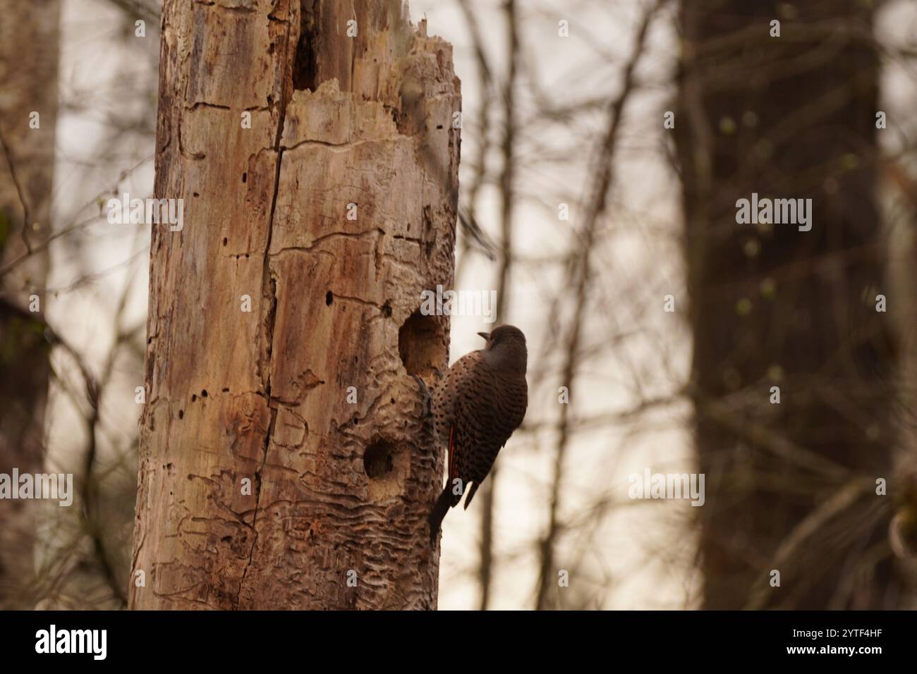 Northern Flicker (Colaptes auratus Stock Photo - Alamy