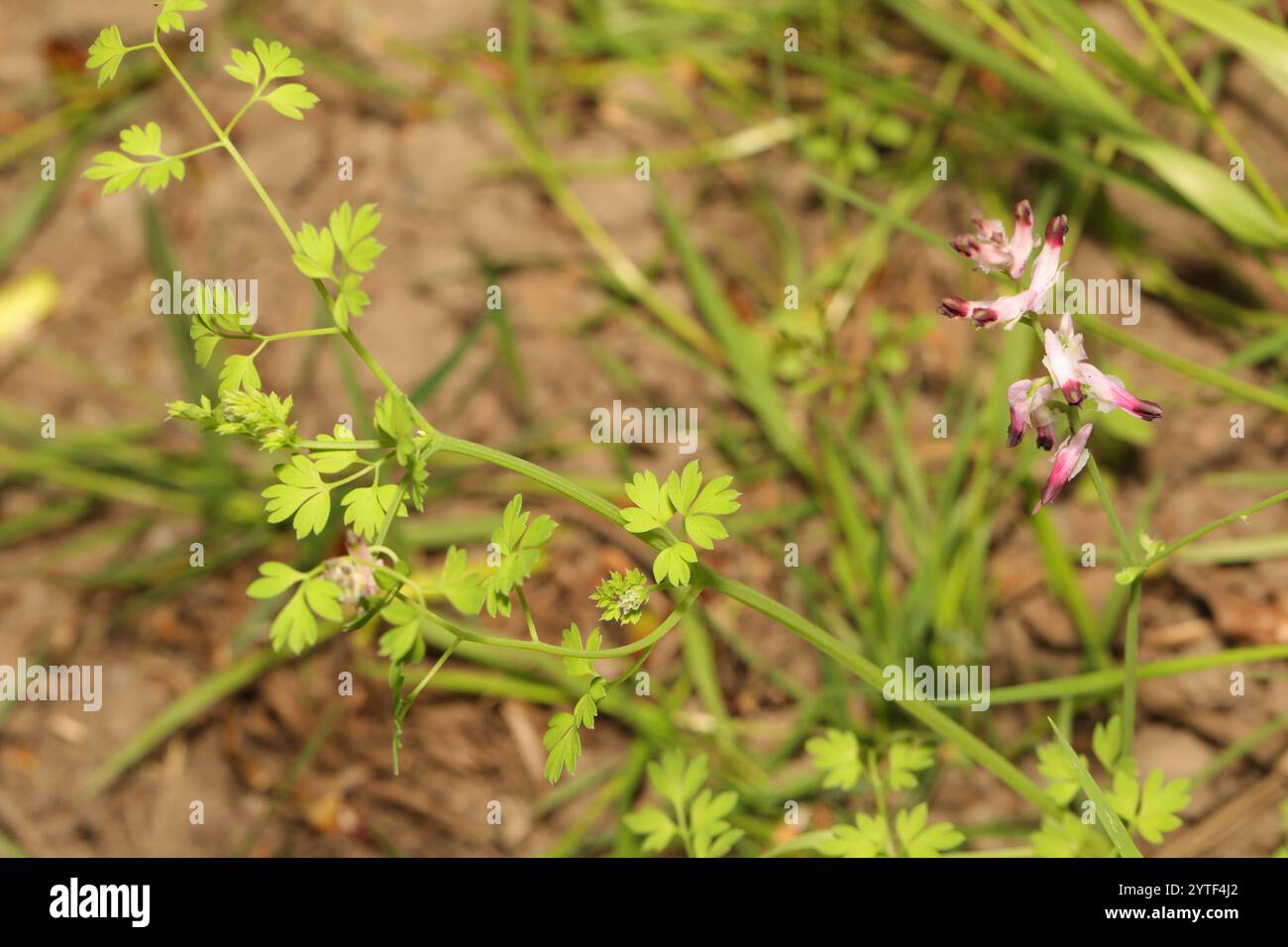 Common ramping fumitory hi-res stock photography and images - Alamy