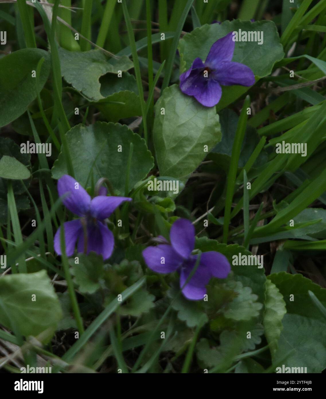 Sweet violet (Viola odorata Stock Photo - Alamy