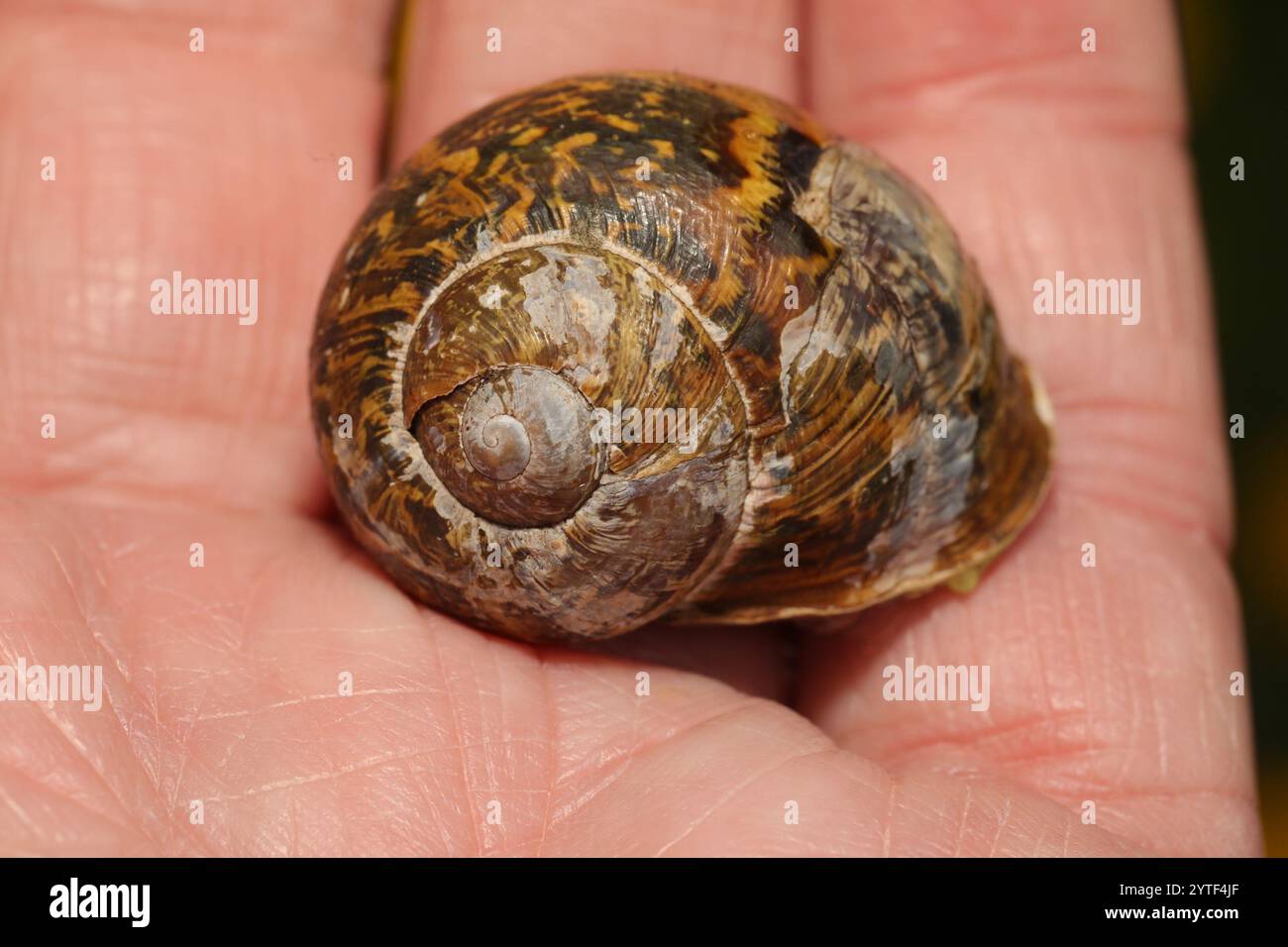Garden Snail (Cornu aspersum Stock Photo - Alamy