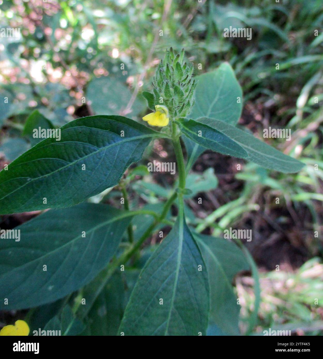 Yellow Justicia (Justicia flava Stock Photo - Alamy